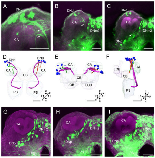 Distribution and Organization of Descending Neurons in the Brain of ...