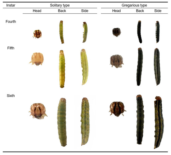 Insects | Free Full-Text | Multi-Omics Reveals the Effect of Population ...