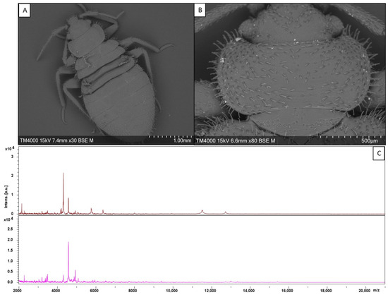 Detection of Arthropod-Borne Bacteria and Assessment of MALDI-TOF MS ...