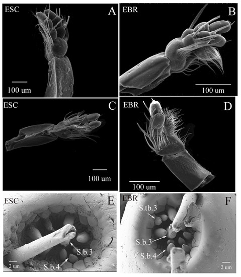 Morphologic Characters of the Rostrum in Two Weevils, Eucryptorrhynchus ...