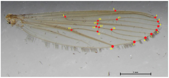 Evaluation of Modern Techniques for Species Identification of Lutzia ...