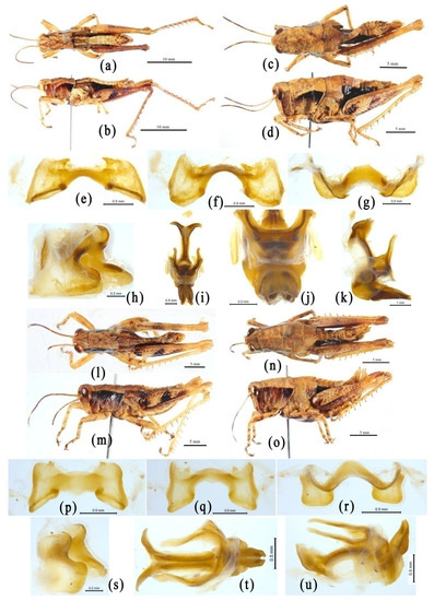 The Complete Mitogenomes of Three Grasshopper Species with Special ...