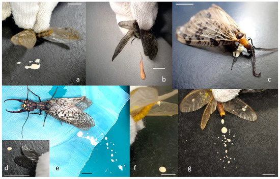 Adults of Alderflies, Fishflies, and Dobsonflies (Megaloptera) Expel ...