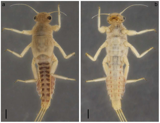 The Tribe Hyrtanellini Allen, 1980 (Ephemeroptera: Ephemerellidae) of ...