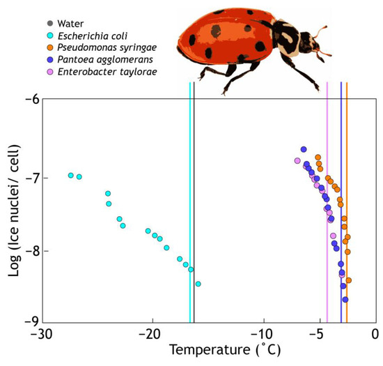 Insect Freeze-Tolerance Downunder: The Microbial Connection