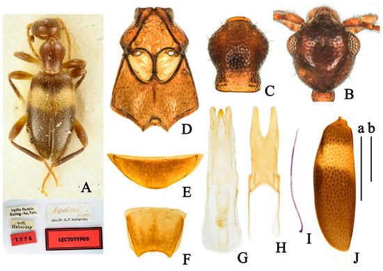 Furcanthicus gen. nov., a New Genus of Oriental Anthicini (Coleoptera, Anthicidae), with ...