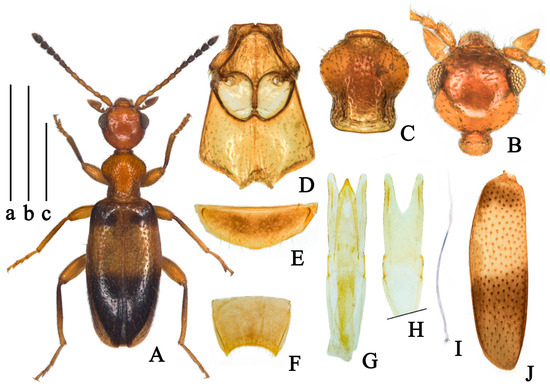 Furcanthicus gen. nov., a New Genus of Oriental Anthicini (Coleoptera, Anthicidae), with ...