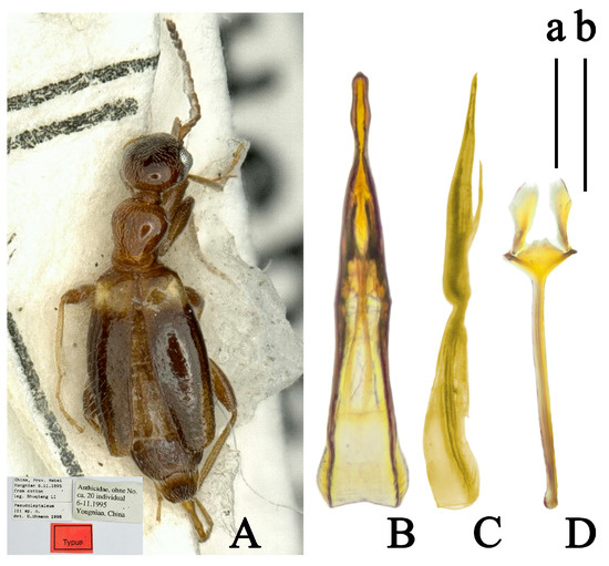 Furcanthicus gen. nov., a New Genus of Oriental Anthicini (Coleoptera, Anthicidae), with ...