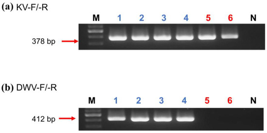 A Novel Variant of Deformed Wing Virus (DWV) from the Invasive Honeybee ...