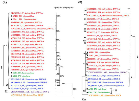 A Novel Variant of Deformed Wing Virus (DWV) from the Invasive Honeybee ...