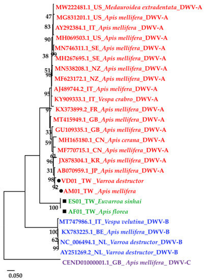 A Novel Variant of Deformed Wing Virus (DWV) from the Invasive Honeybee ...