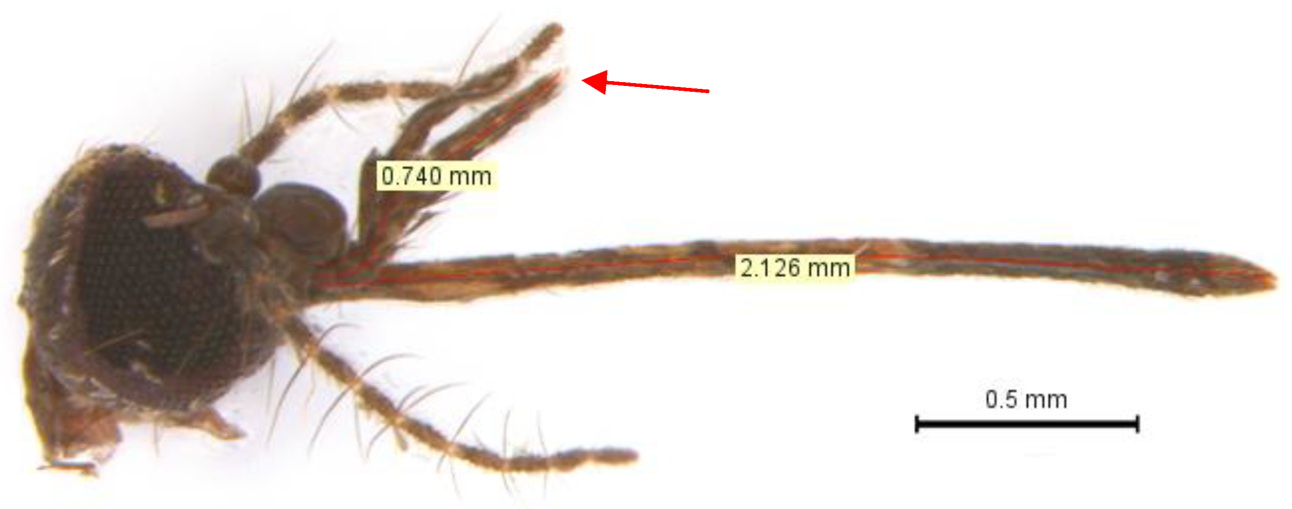 DNA Barcoding of Morphologically Characterized Mosquitoes Belonging to ...