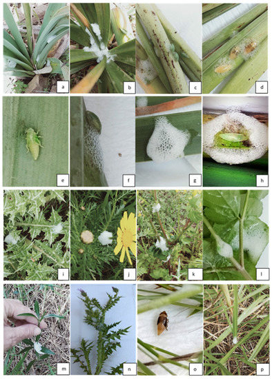 Insects | Free Full-Text | Aphrophoridae as Potential Vectors of ...