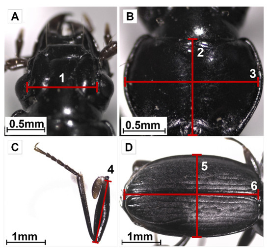 Functional Niche Partitioning Occurs over Body Size but Not Nutrient ...