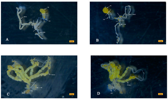 Proteome Analysis of Male Accessory Gland Secretions in the Diamondback ...