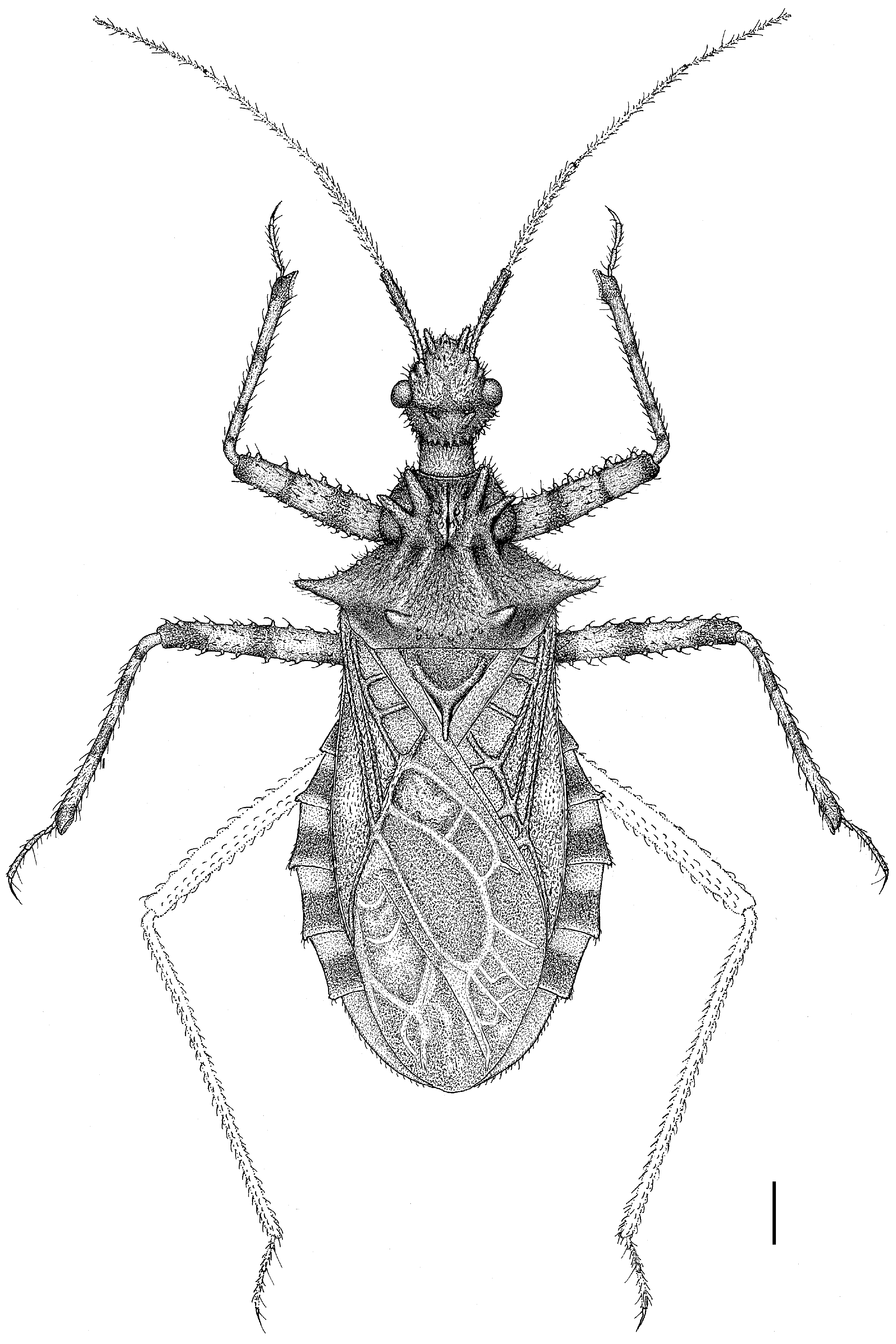 A Taxonomic Revision of the Assassin Bug Genus, Tympanistocoris (Hemiptera: Reduviidae: Reduviinae)