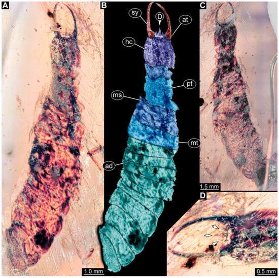 Insects | Free Full-Text | An Expanded View on the Morphological ...