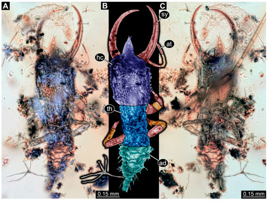 Insects | Free Full-Text | An Expanded View on the Morphological ...