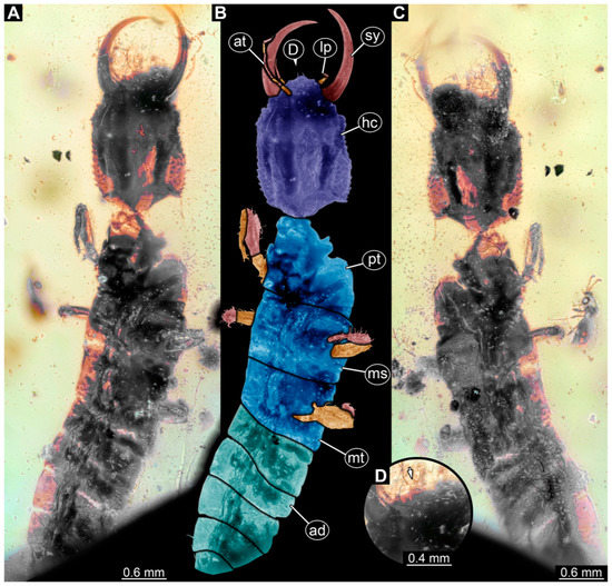 Insects | Free Full-Text | An Expanded View on the Morphological ...