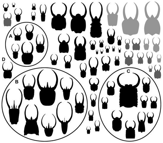 Insects | Free Full-Text | An Expanded View on the Morphological ...