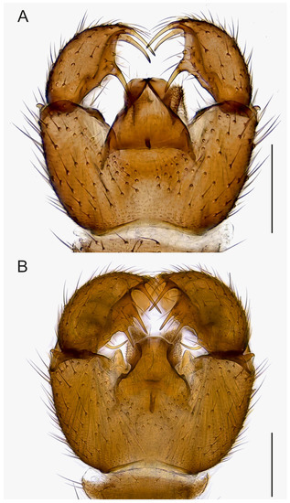 The Genus Spinopygina gen. nov. (Diptera, Sciaridae) from Western North ...