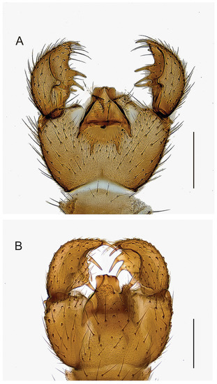 The Genus Spinopygina gen. nov. (Diptera, Sciaridae) from Western North ...