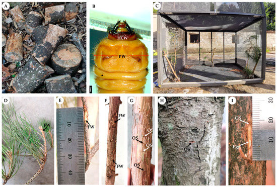 Population Density and Host Preference of the Japanese Pine Sawyer ...