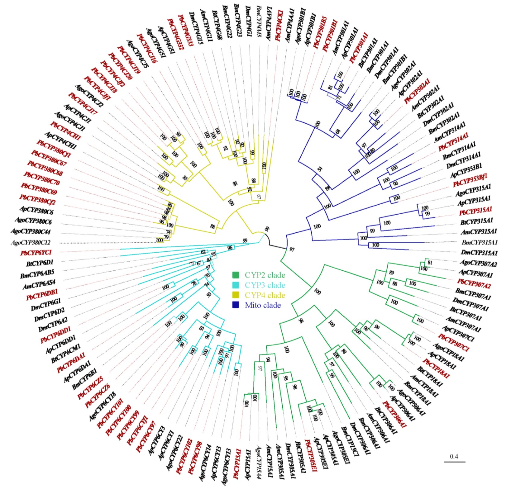 Insects | Free Full-Text | Genome-Wide Identification and Expression Pattern of Cytochrome P450 ...