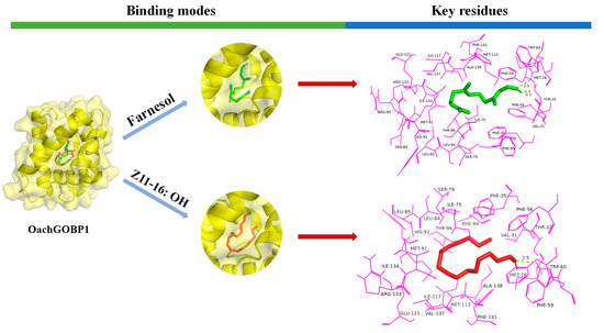 Identification and Functional Characterization of General Odorant ...