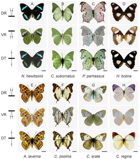 Butterfly Wing Translucence Enables Enhanced Visual Signaling