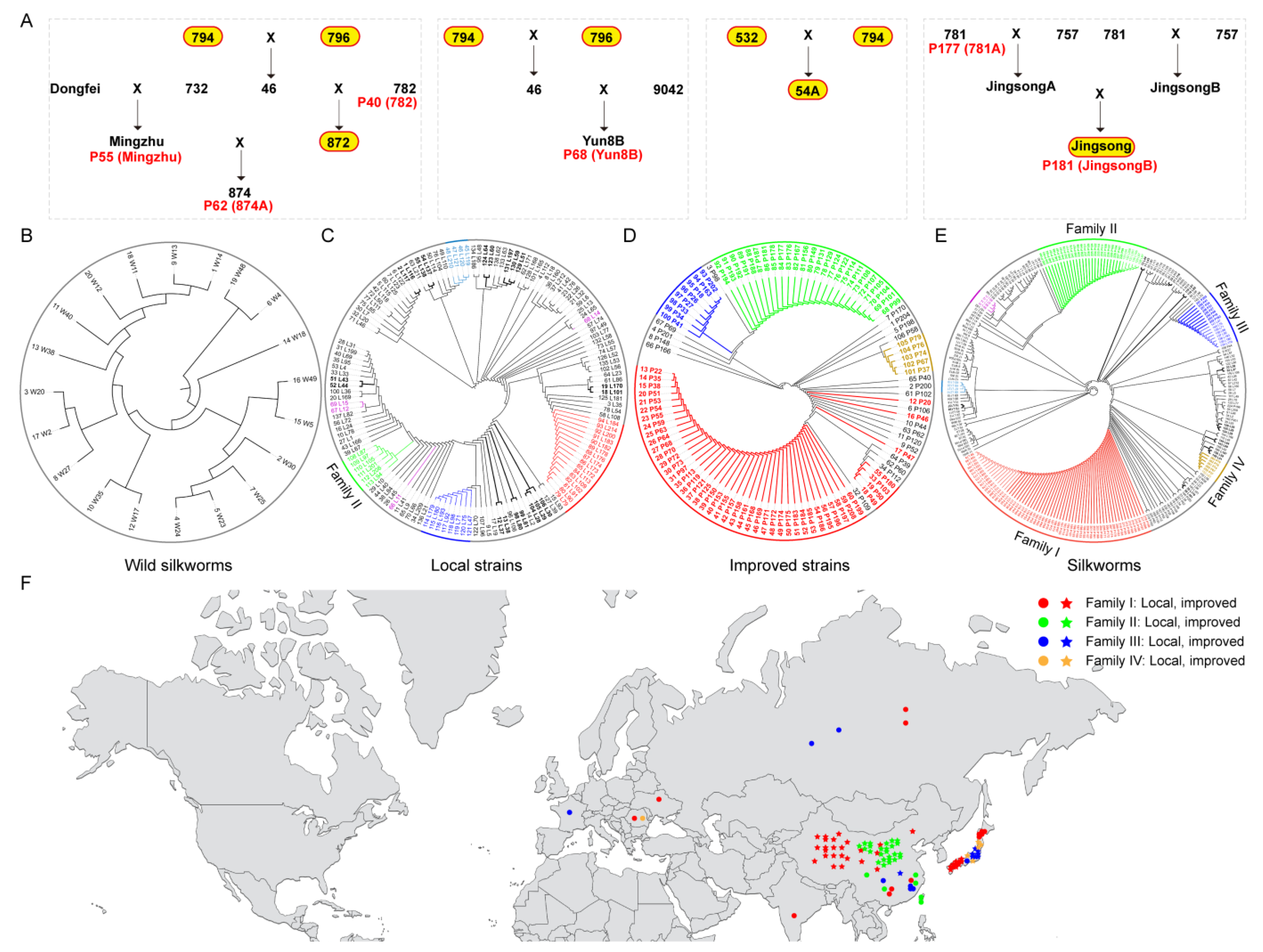 FibH Gene Complete Sequences (FibHome) Revealed Silkworm Pedigree