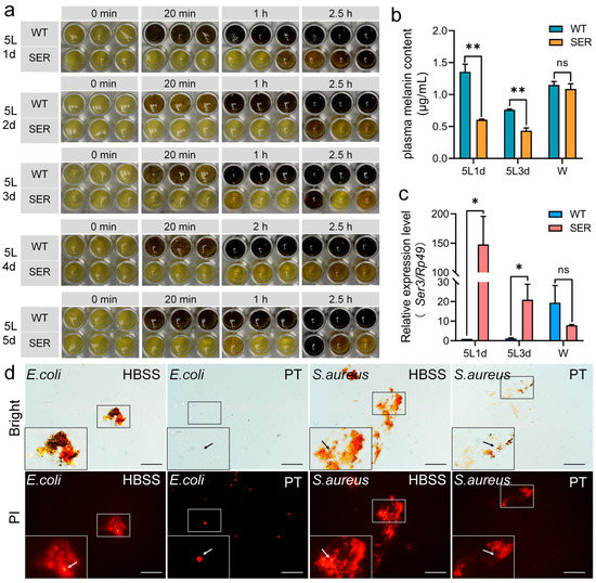 Insects | Free Full-Text | Sericin Ser3 Ectopic Expressed in Posterior Silk Gland Affects ...