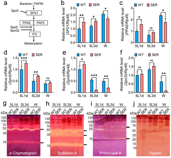 Sericin Ser3 Ectopic Expressed in Posterior Silk Gland Affects ...
