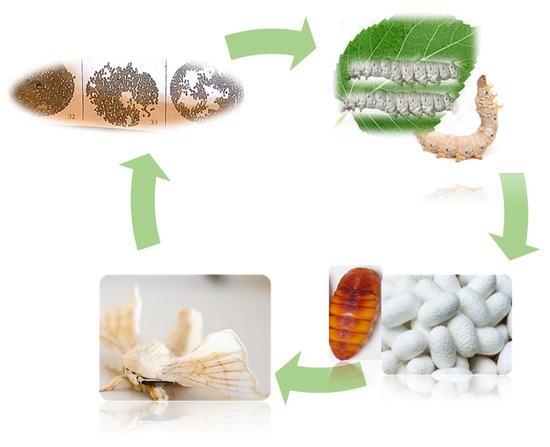 Nutritional Value of Silkworm Pupae (Bombyx mori) with Emphases on ...