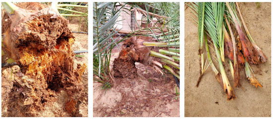 Omics in the Red Palm Weevil Rhynchophorus ferrugineus (Olivier ...