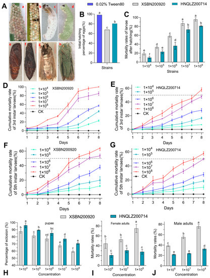 Virulence of Metarhizium rileyi Is Determined by Its Growth and ...