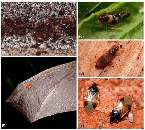 Molecular Phylogeny of Cimicoidea (Heteroptera: Cimicomorpha) Revisited ...