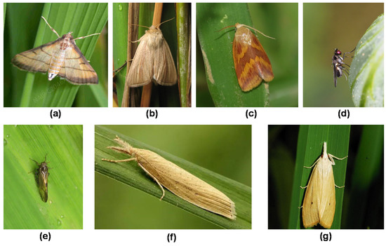 Insects | Free Full-Text | Detection of Rice Pests Based on Self-Attention Mechanism and Multi ...