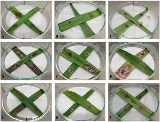 Relationship between Dubas Bug (Ommatissus lybicus) Infestation and the ...