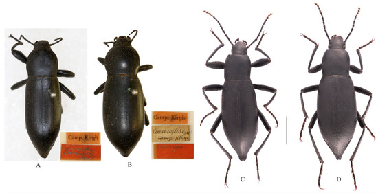 The Adult and Larva of a New Species of the Genus Dila (Coleoptera ...