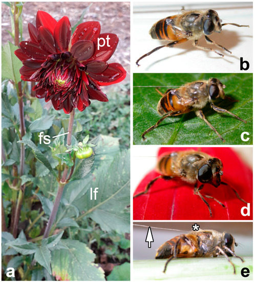 Petals Reduce Attachment of Insect Pollinators: A Case Study of the ...