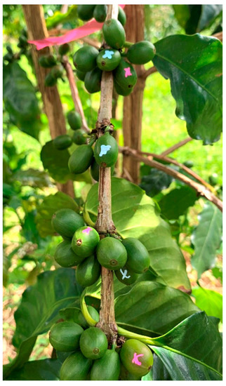 Field Efficacy of Spinetoram for the Management of Coffee Berry Borer ...