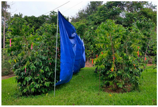 Field Efficacy of Spinetoram for the Management of Coffee Berry Borer ...