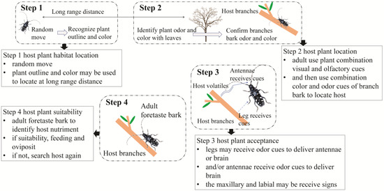 A Review of the Host Plant Location and Recognition Mechanisms of Asian ...