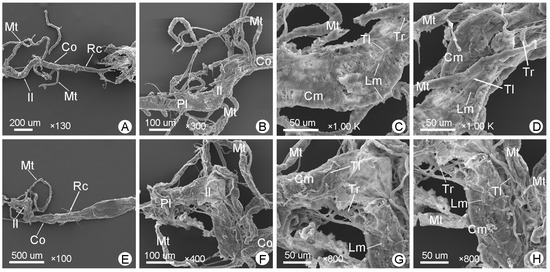 Insects | Free Full-Text | Morphological Study of the Alimentary Canal ...
