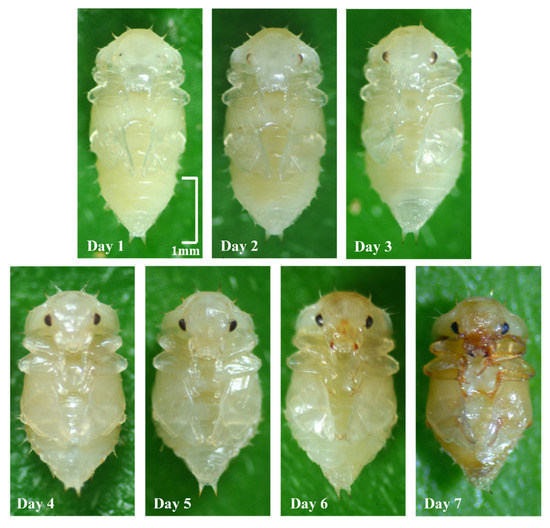 Temperature-Dependent Development of Nitidula rufipes (Linnaeus, 1767 ...