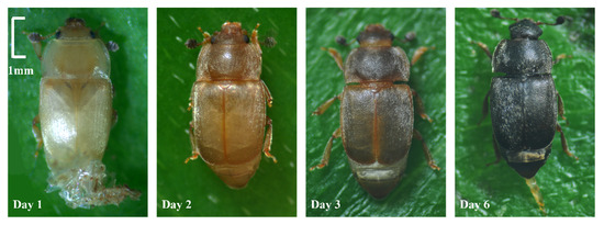 Temperature-Dependent Development of Nitidula rufipes (Linnaeus, 1767 ...
