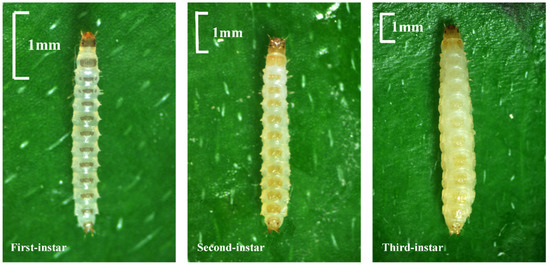 Temperature-Dependent Development of Nitidula rufipes (Linnaeus, 1767 ...