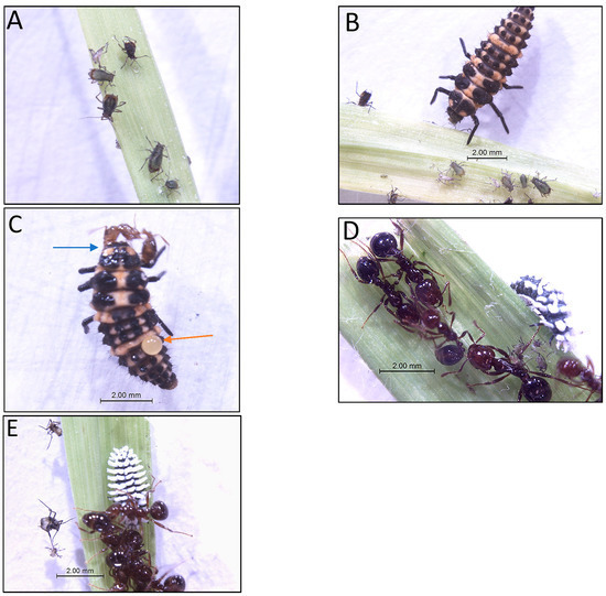 Differential Susceptibility of Coleomegilla maculata and Scymnus ...