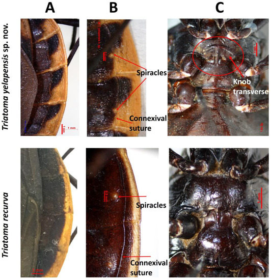 Triatoma yelapensis sp. nov. (Hemiptera: Reduviidae) from Mexico, with ...
